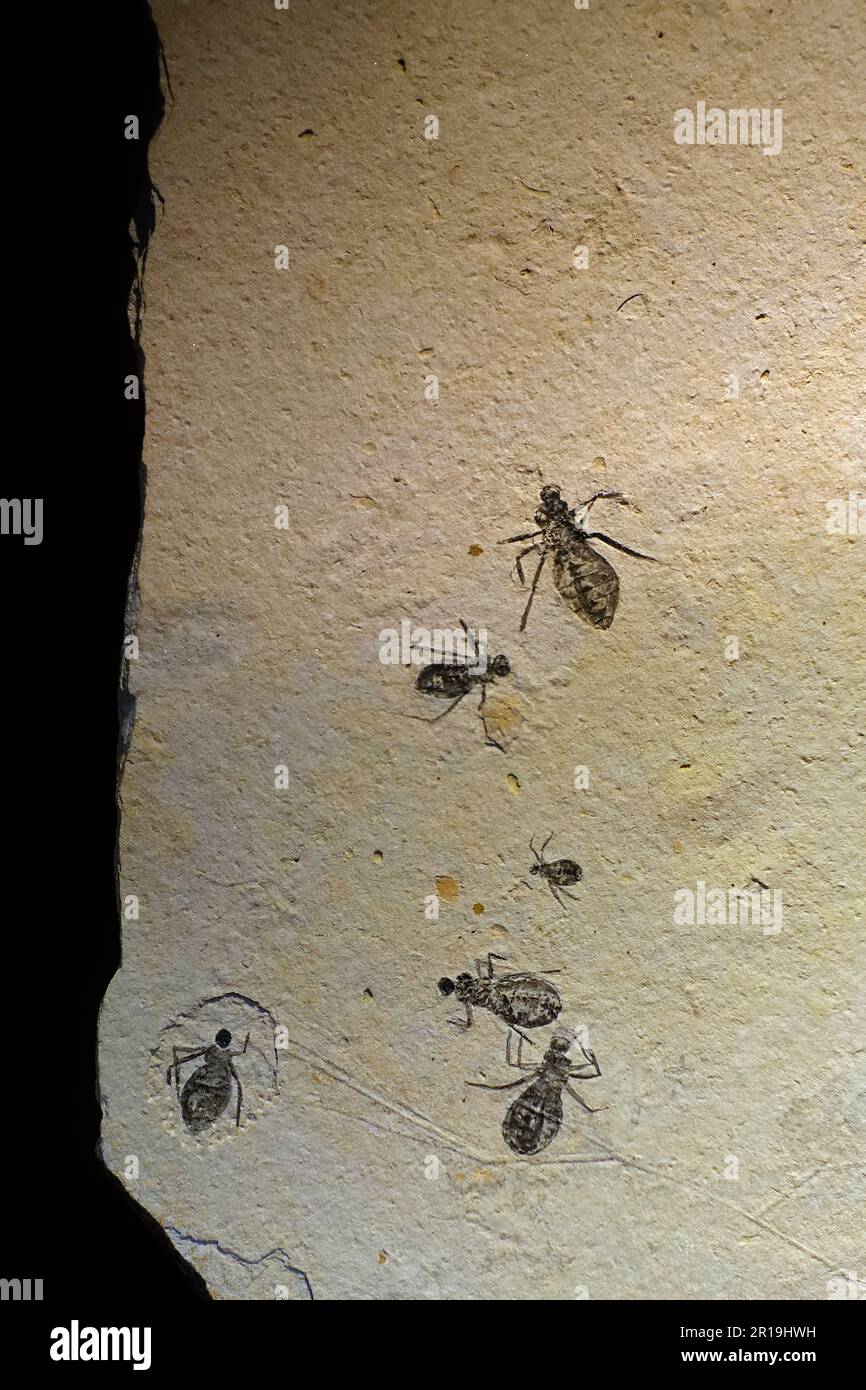 Fossil larvae of Libellula doris, extinct species of dragonflies ...