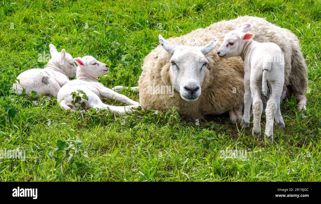 Ewe sheep with three healthy lambs in a Derbyshire UK nursery field ...