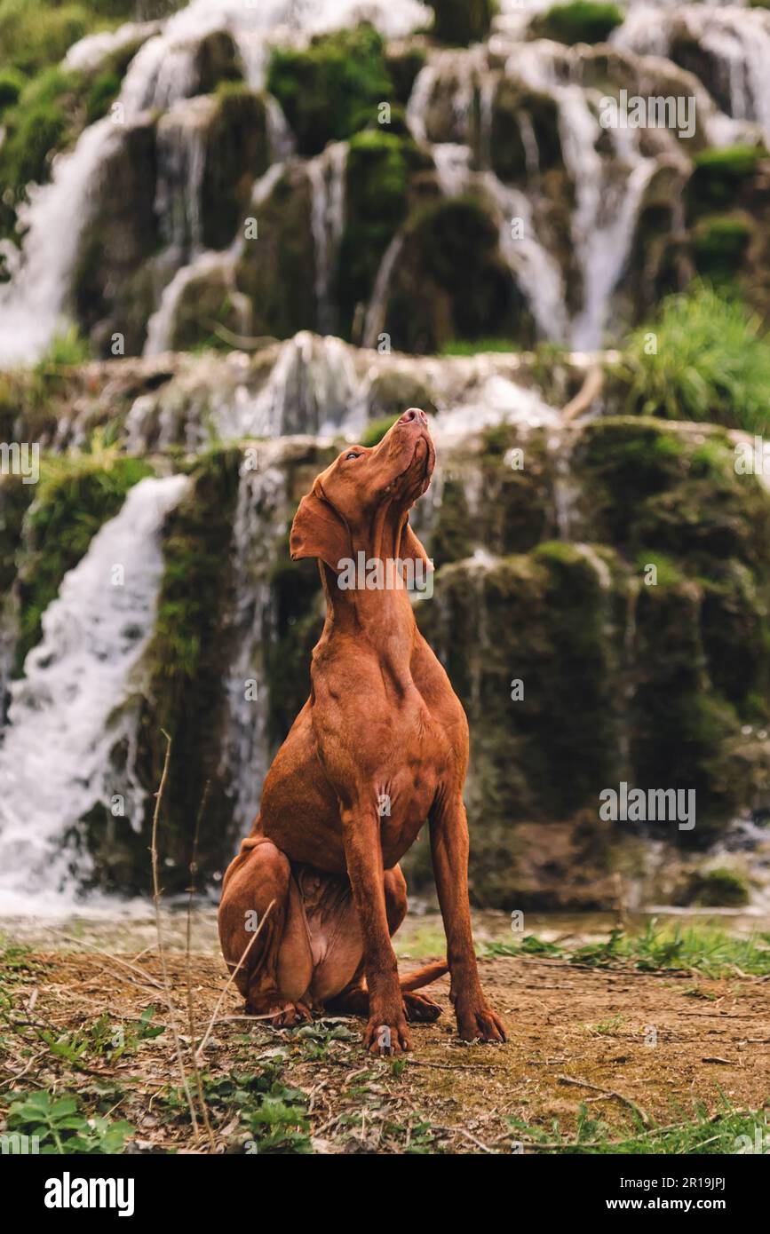 Beautiful Hunting Dog Sitting by Cascade Waterfall Stock Photo - Alamy