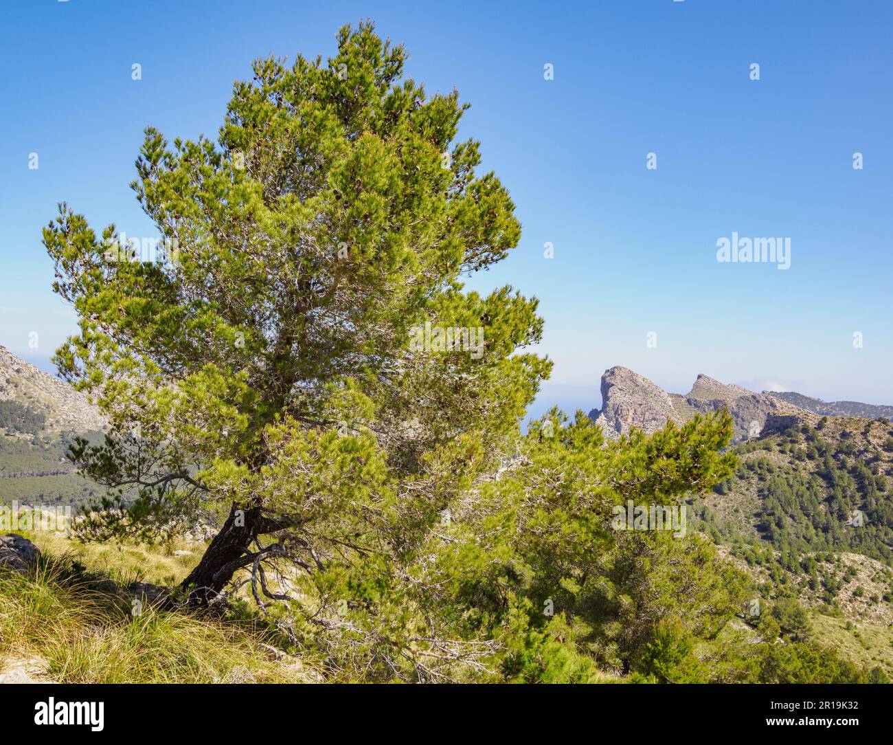 The rugged Formentor Peninsula from the walking trail leading to Na ...