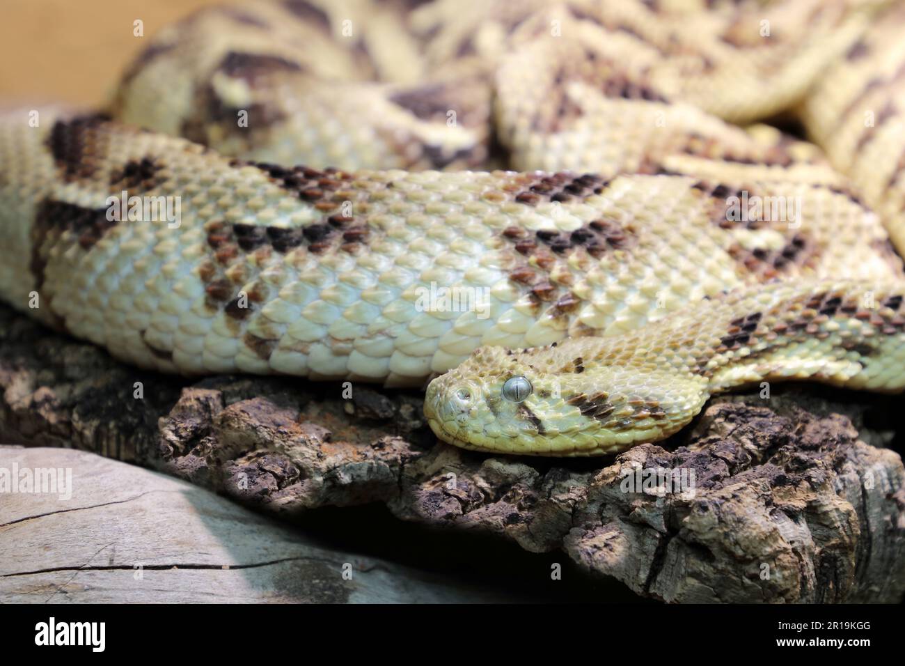 Puffotter / Puff adder / Bitis arietans Stock Photo - Alamy