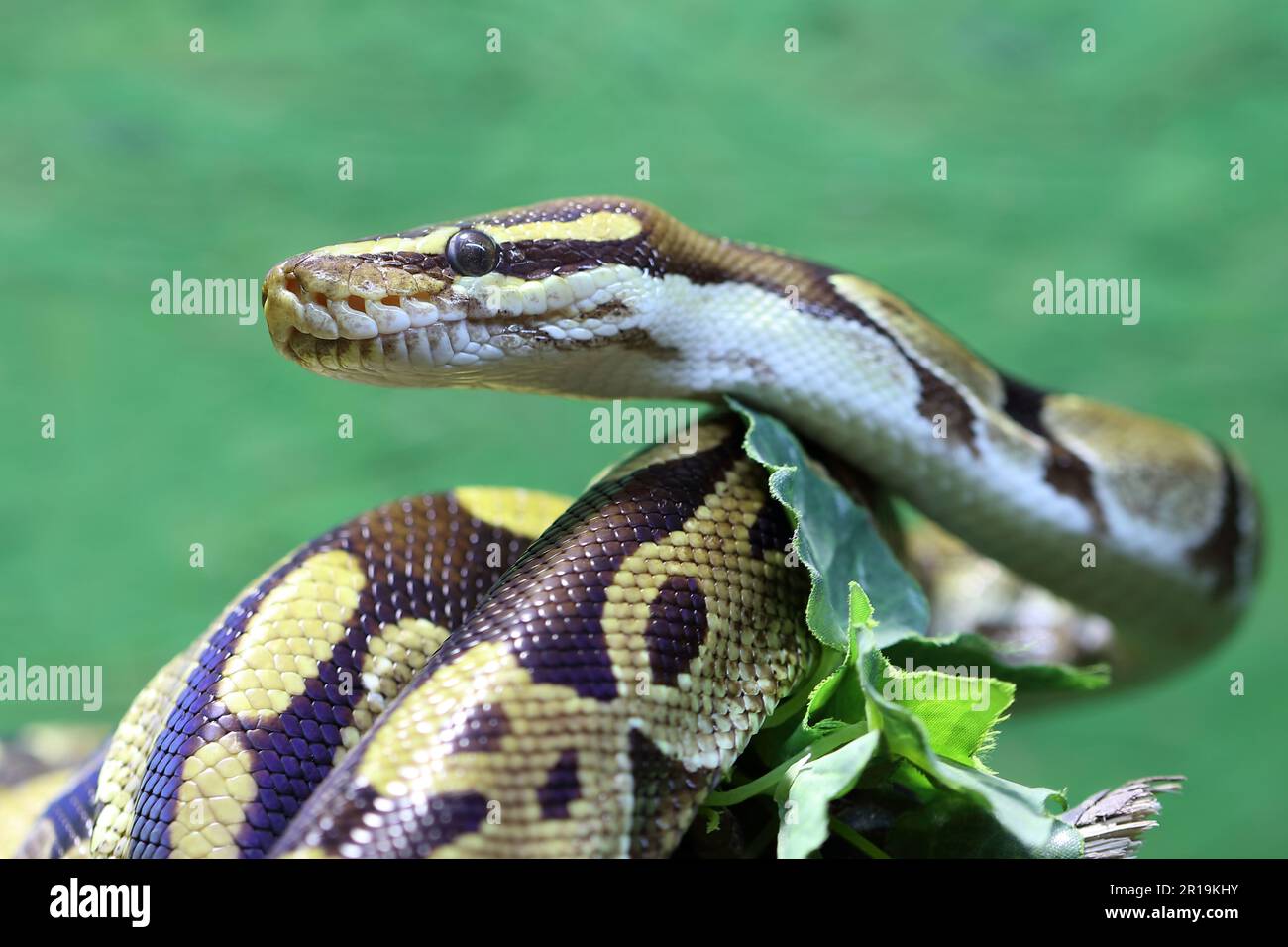 Königspython hi-res stock photography and images - Alamy