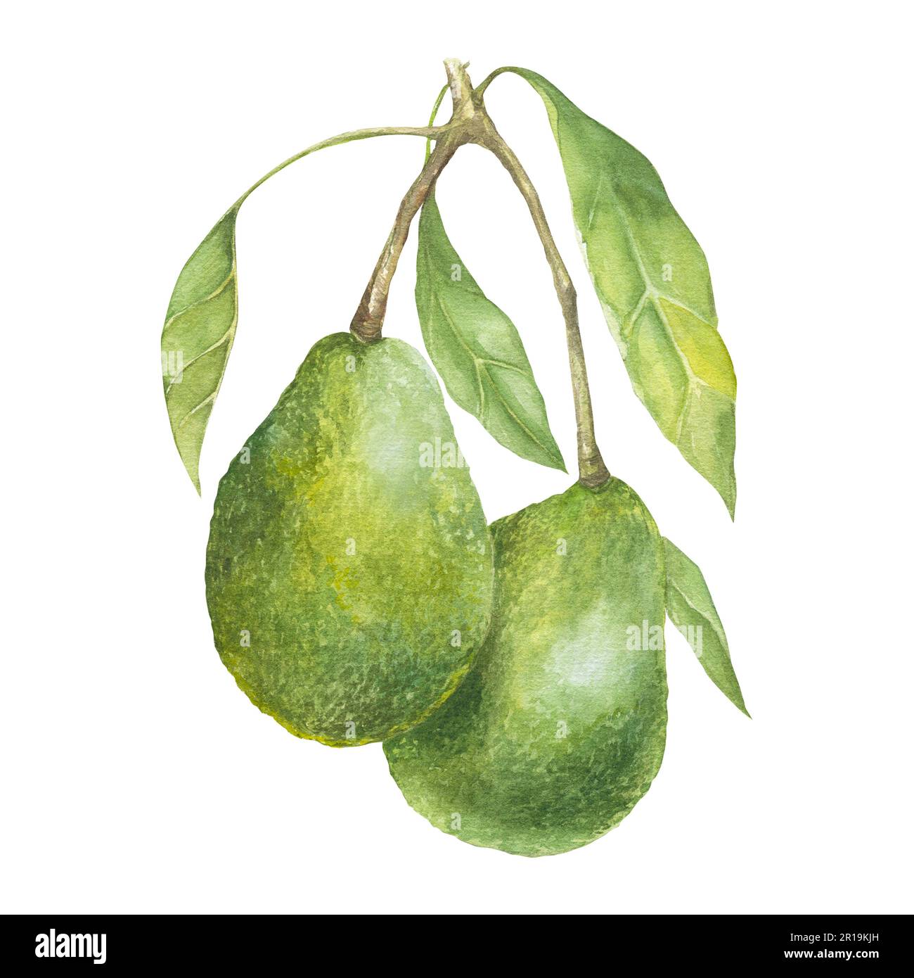 Watercolor botanical illustration of avocado and leaves , isolated ...
