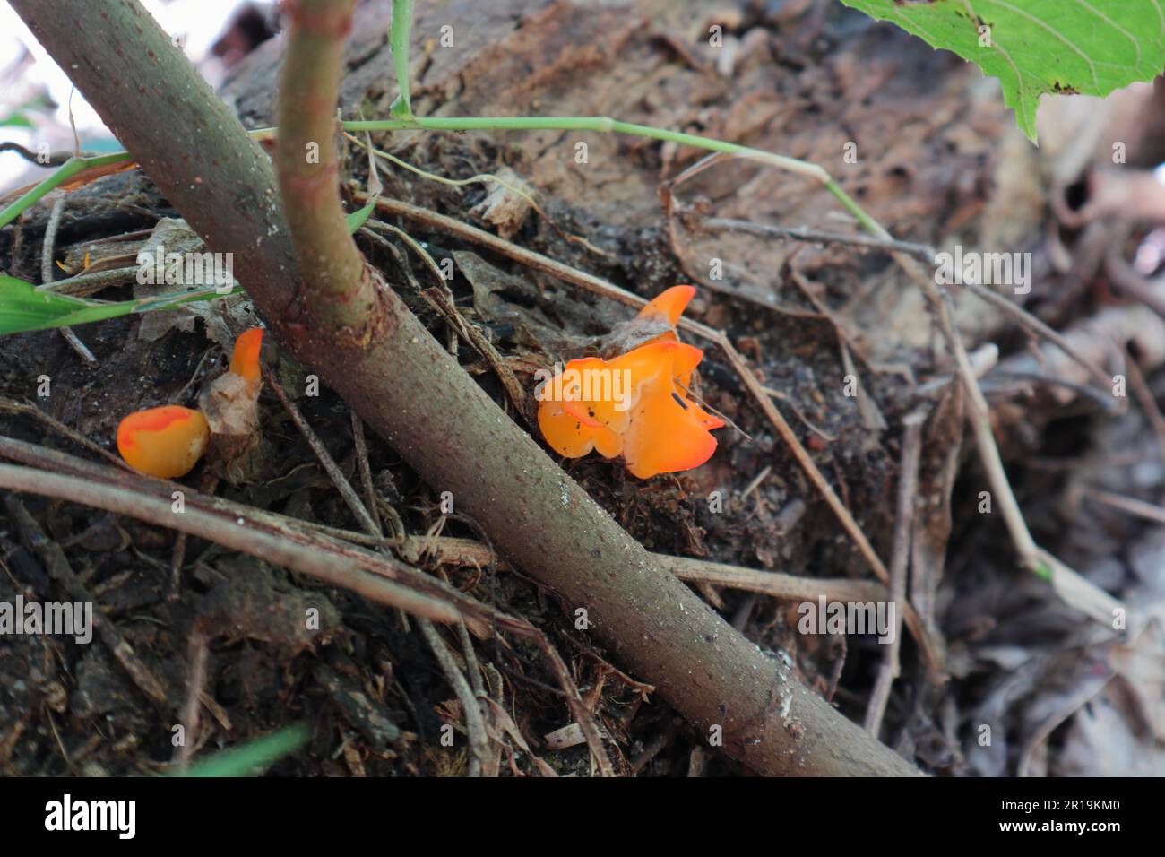 An orange flame shape jelly mushroom growing on a dead stem. View ...