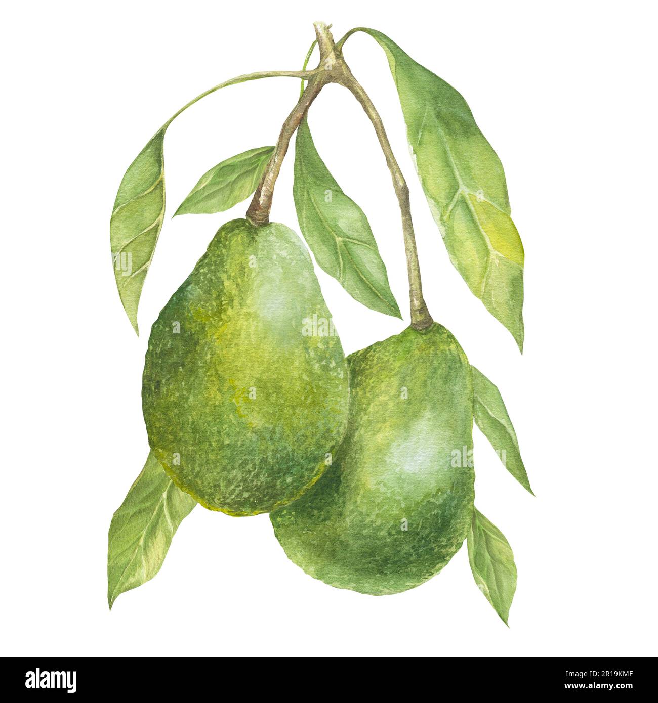 Watercolor botanical illustration of avocado and leaves , isolated ...