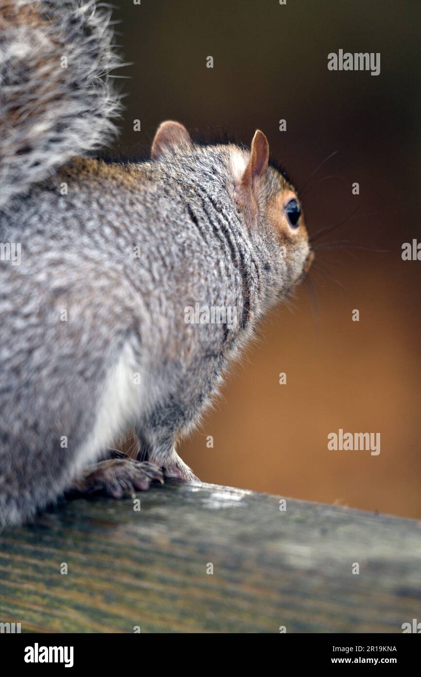 Siurus hi-res stock photography and images - Alamy