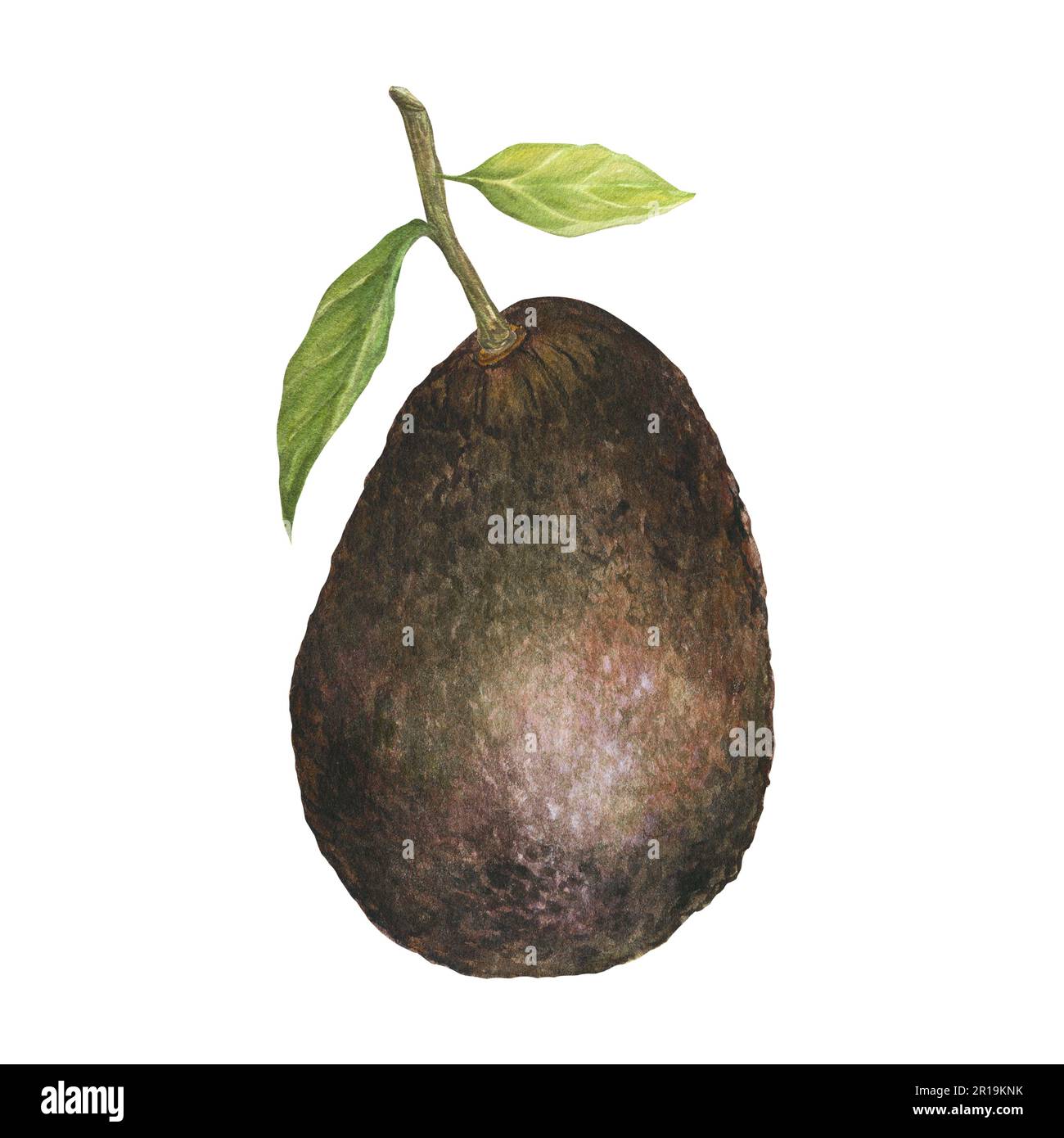 Watercolor botanical illustration of avocado hass and leaves , isolated ...