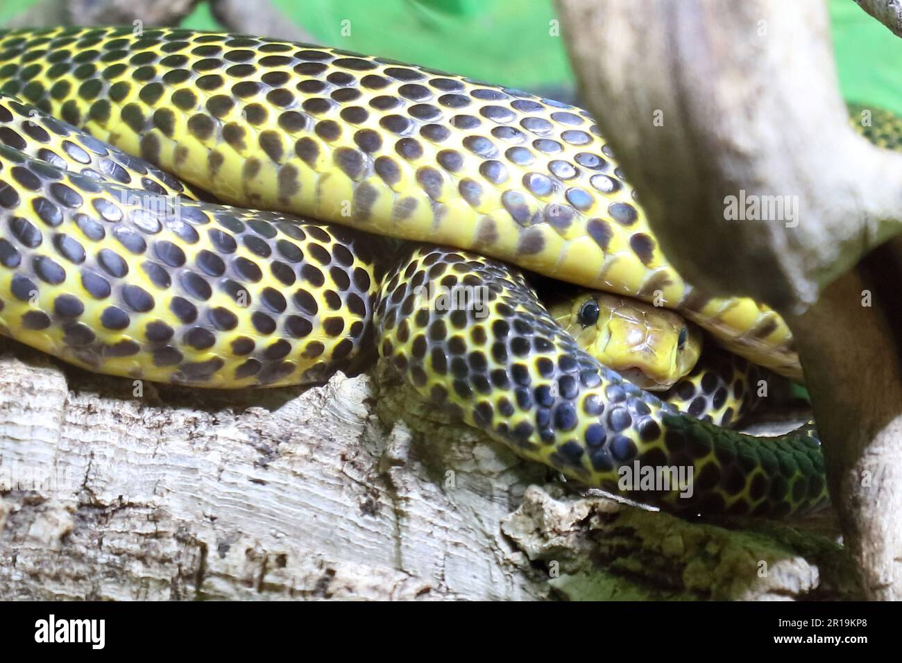 Philippine cobras hi-res stock photography and images - Alamy