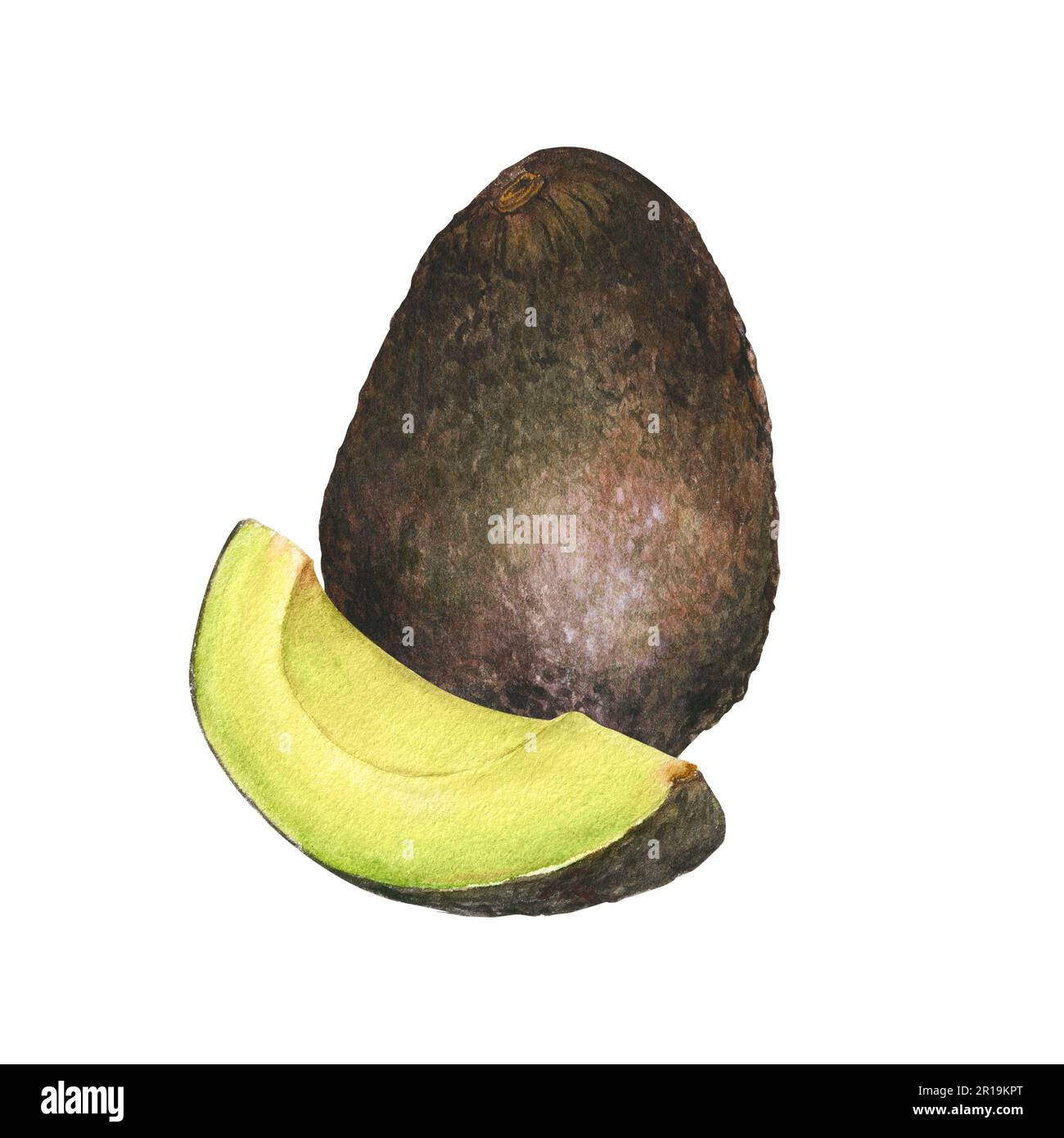 Watercolor botanical illustration of avocado hass and cutted avocado ...
