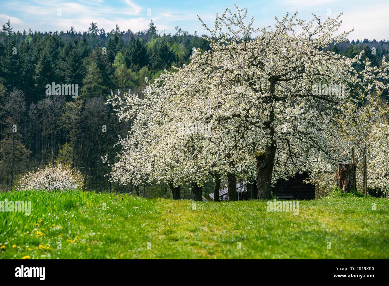 Spring scenic with white flowering cherry trees Stock Photo - Alamy