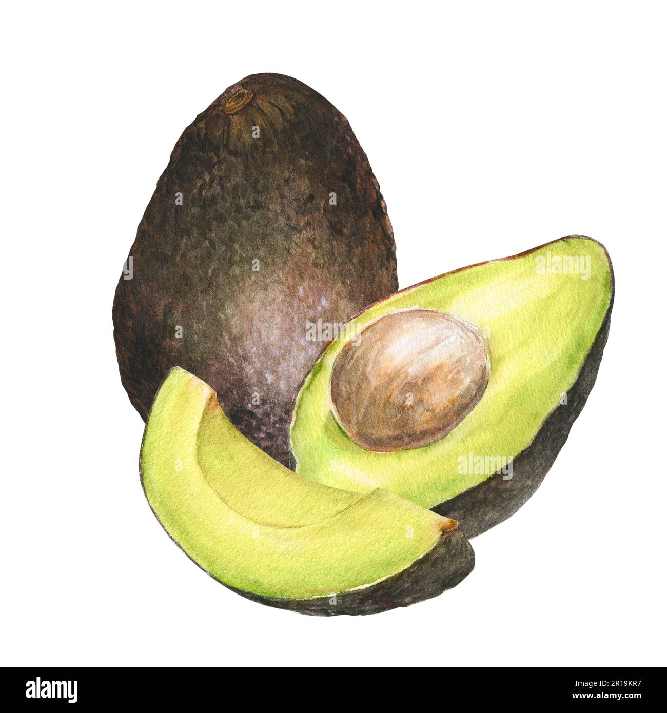 Watercolor botanical illustration of avocado hass and cutted avocado ...