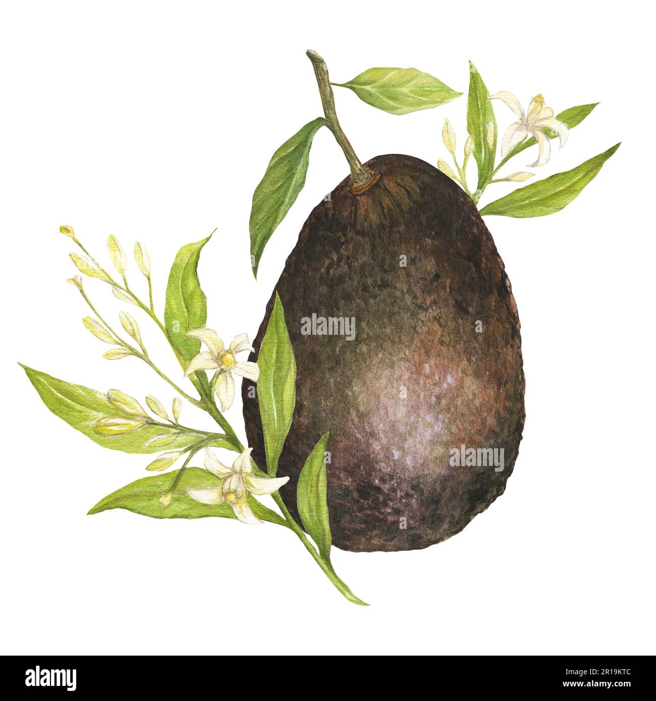 Watercolor botanical illustration of avocado flowers and leaves ...