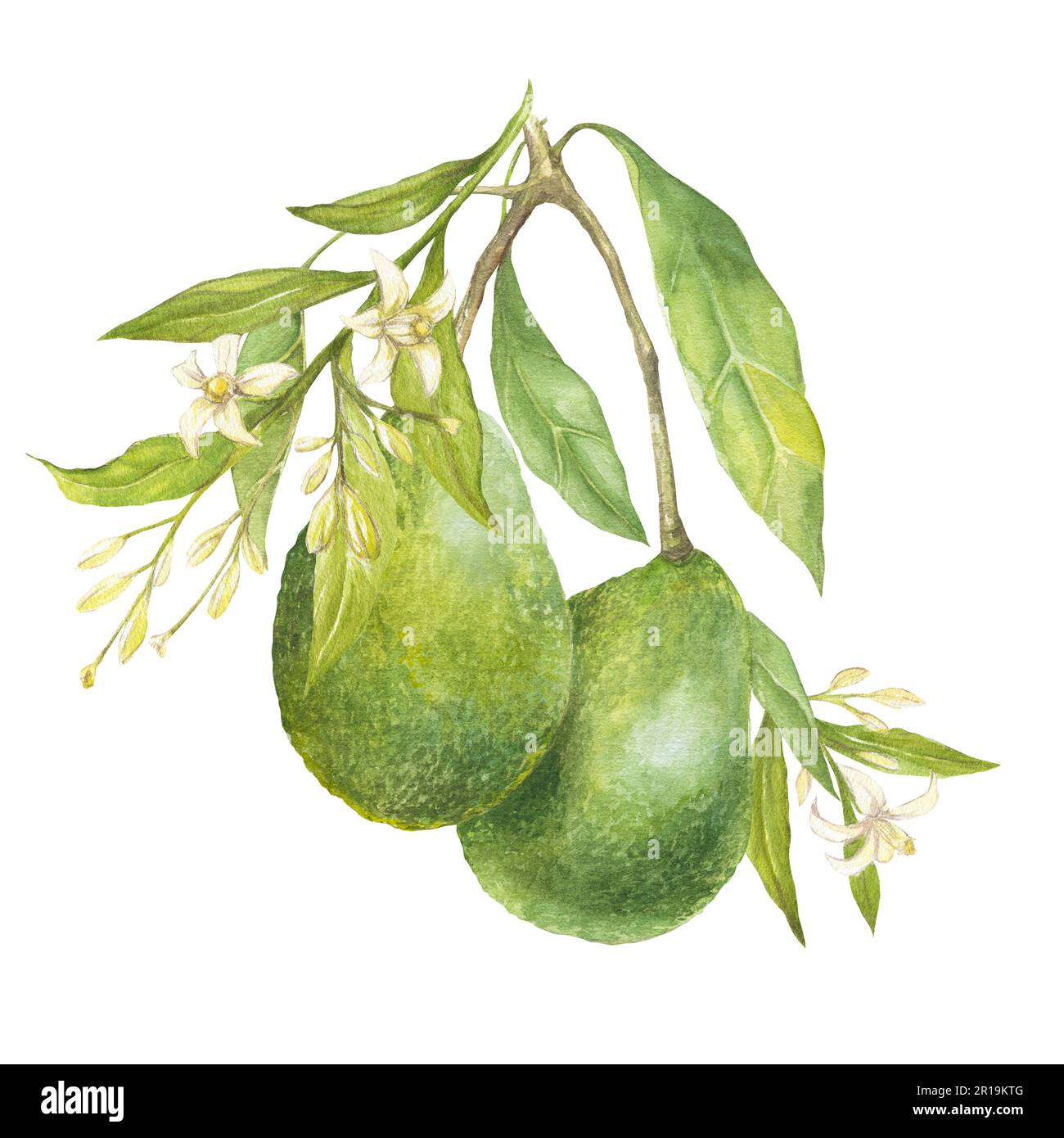 Watercolor botanical illustration of avocado flowers and leaves ...
