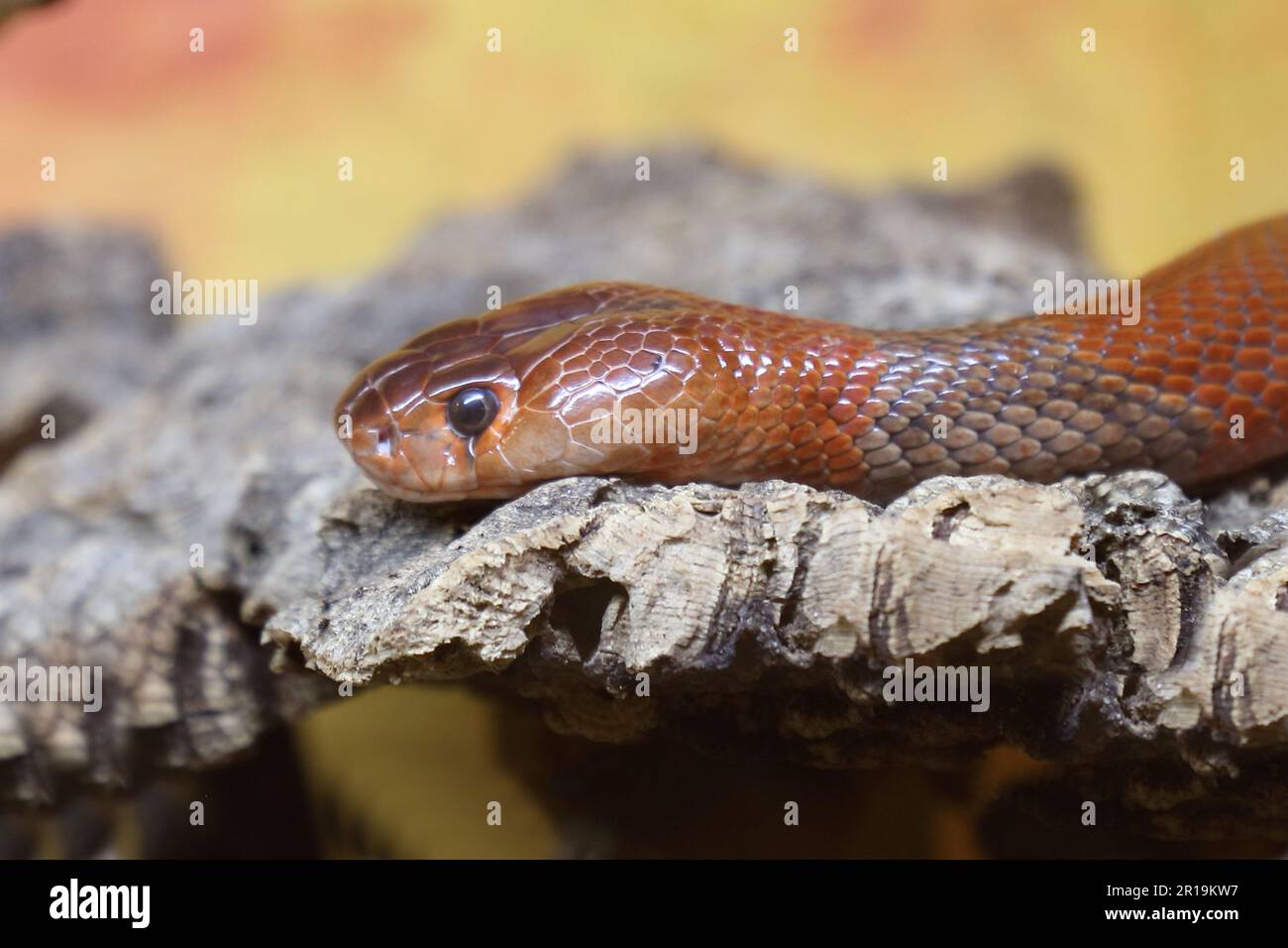 Rote Speikobra / Red spitting cobra / Naja pallida Stock Photo - Alamy