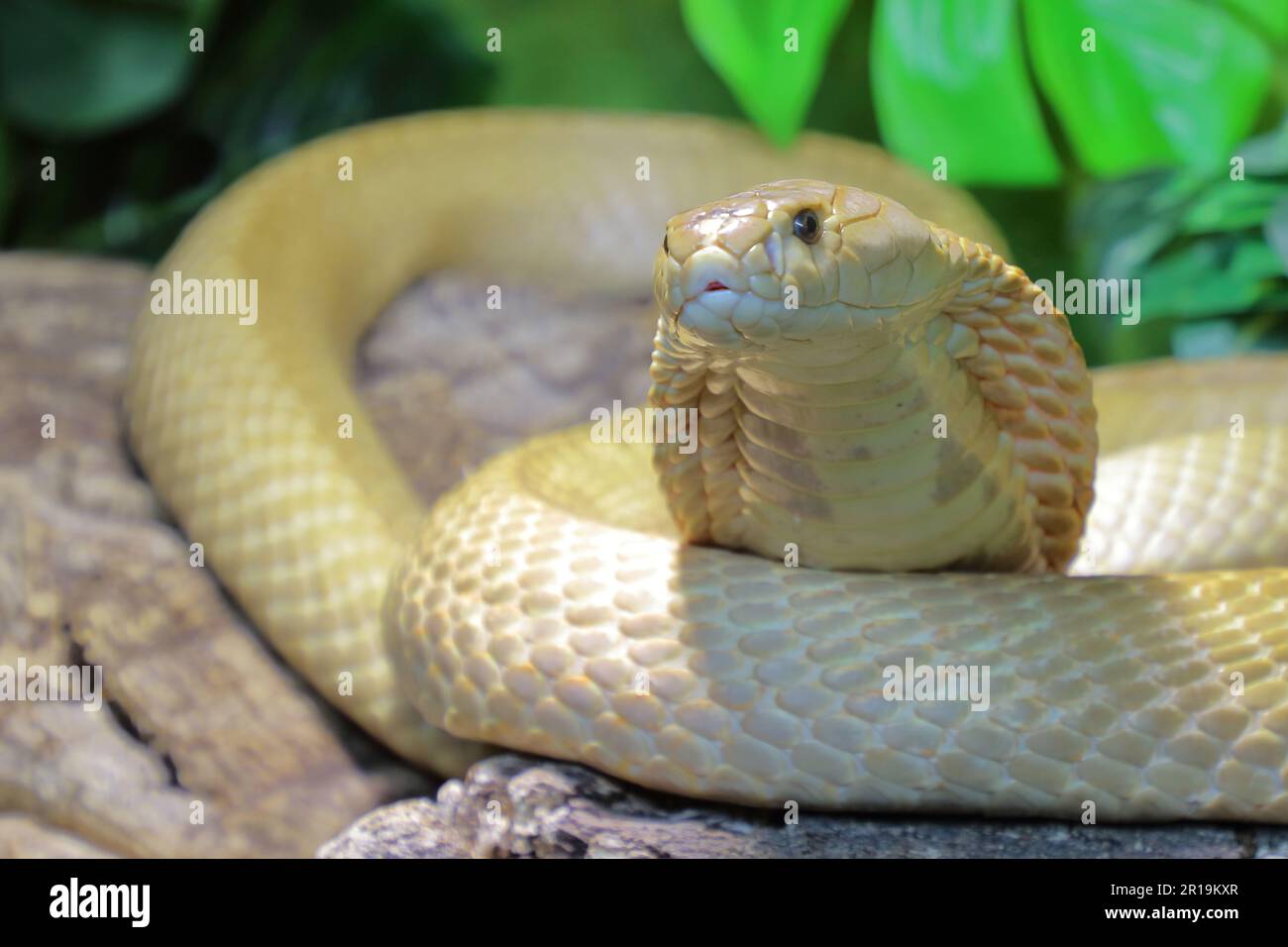 Indian spitting cobras hi-res stock photography and images - Alamy