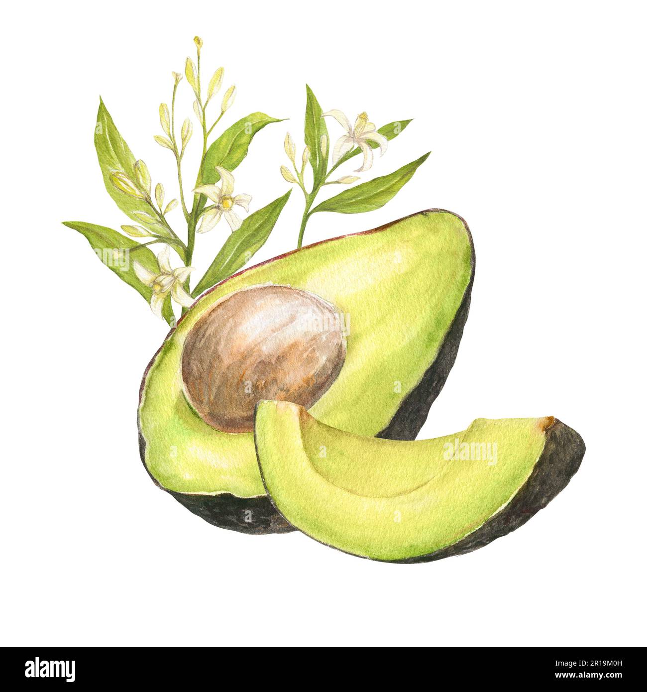 Watercolor botanical illustration of avocado hass and cutted avocado ...
