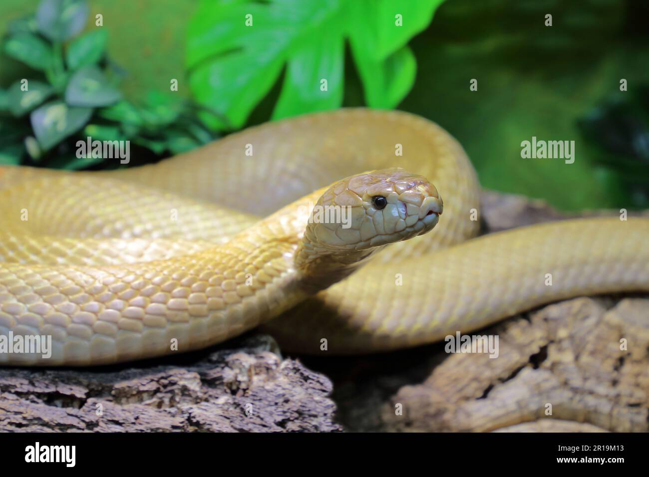 Indian spitting cobras hi-res stock photography and images - Alamy