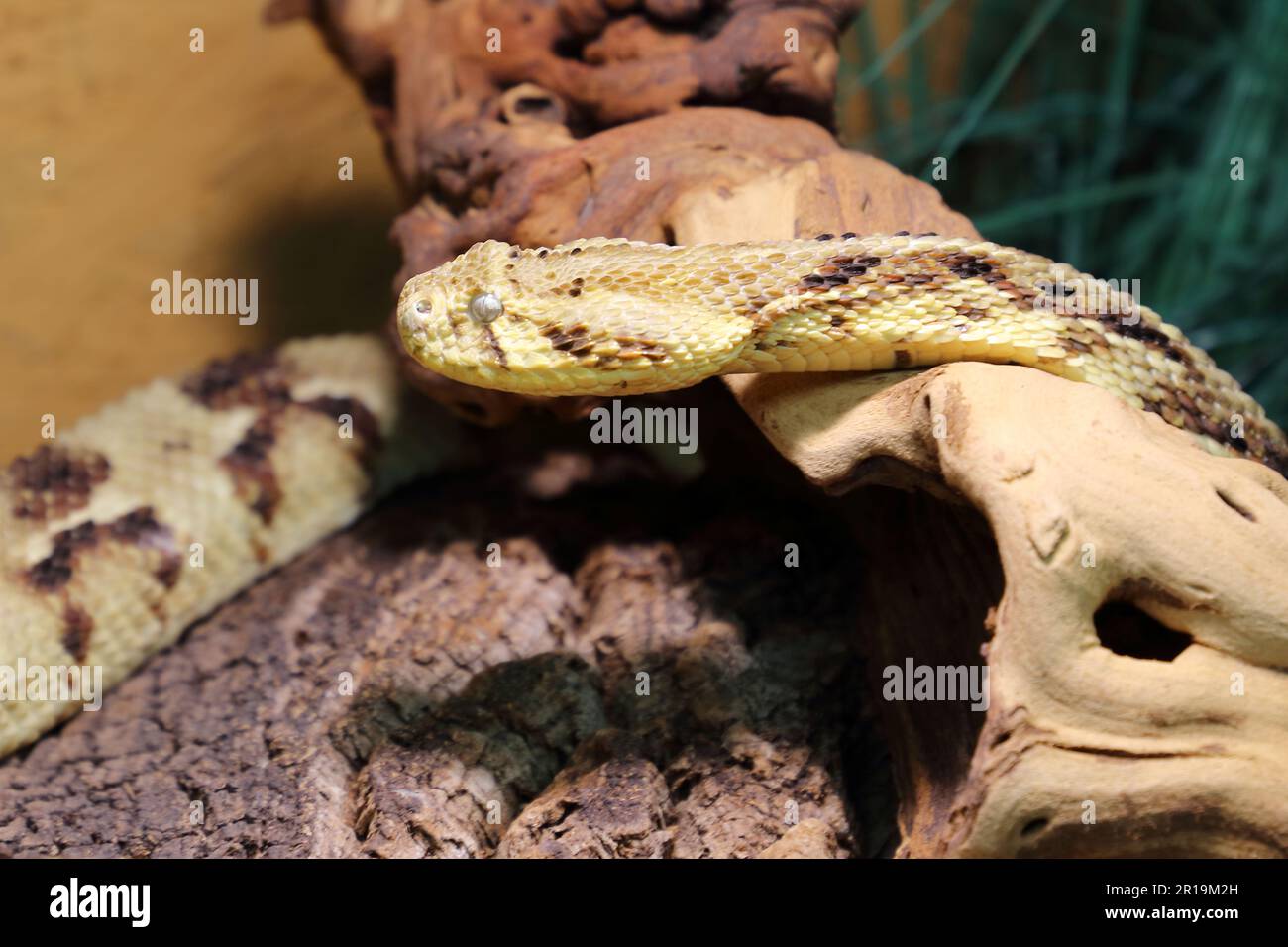 Puffotter / Puff adder / Bitis arietans Stock Photo - Alamy