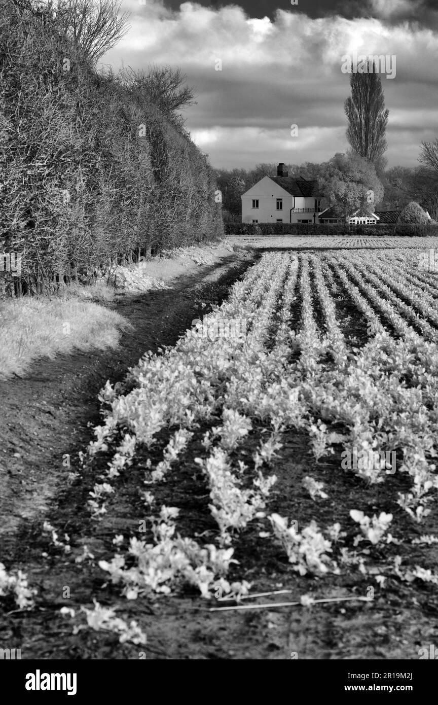 farm house ellingham and growing crops norfolk england Stock Photo - Alamy