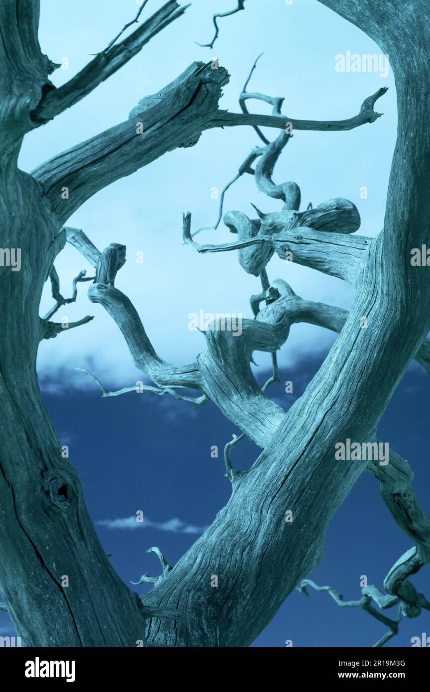 Bleached dead tree trunk hi-res stock photography and images - Alamy