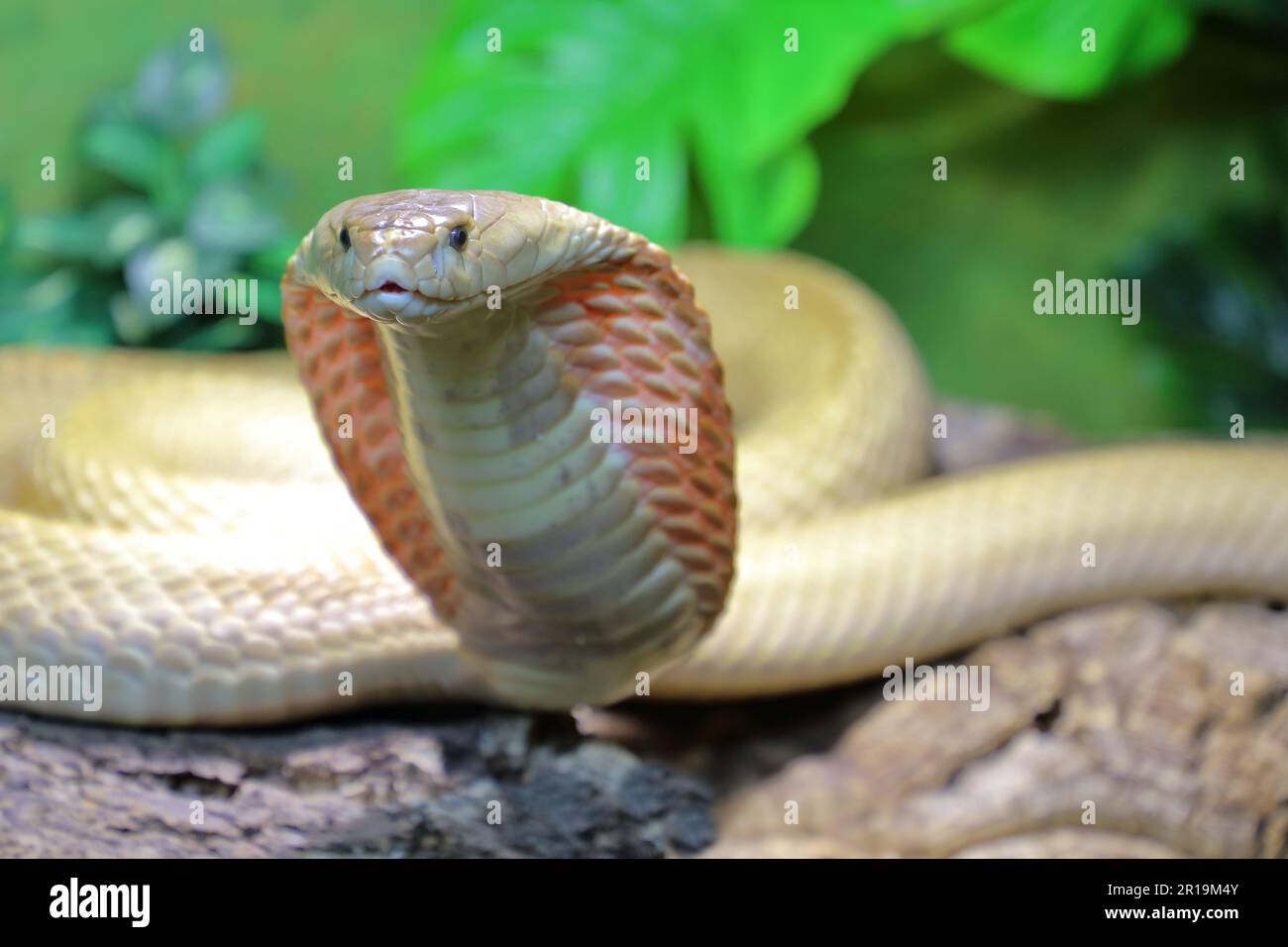 Indian spitting cobras hi-res stock photography and images - Alamy