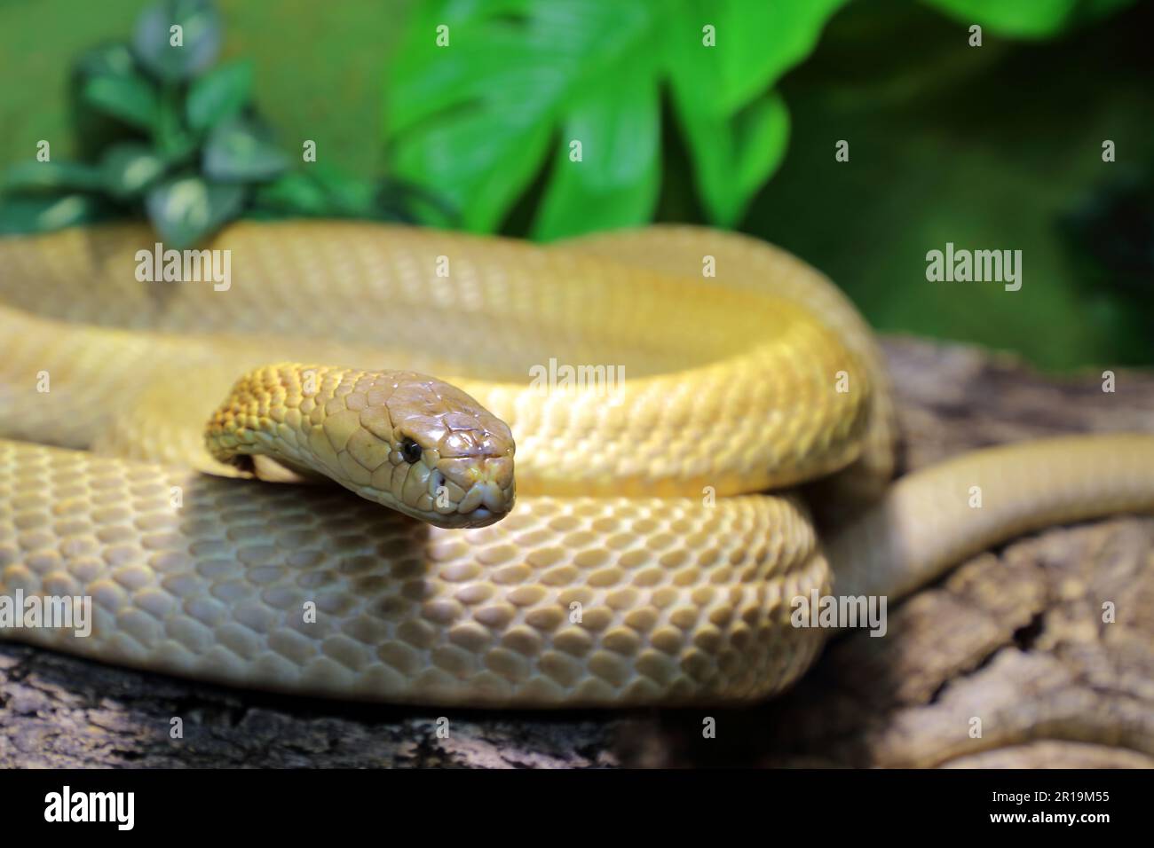 Indian spitting cobras hi-res stock photography and images - Alamy