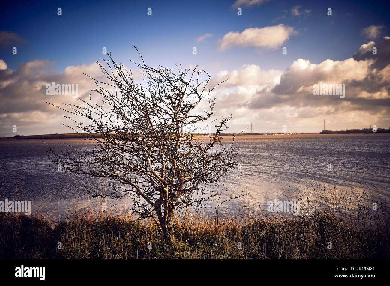 Wind blown tree hi-res stock photography and images - Alamy