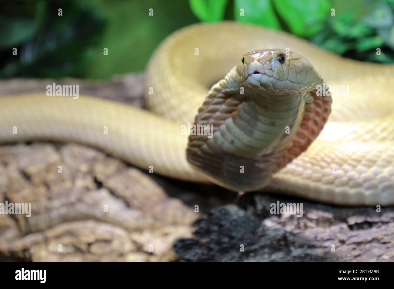 Monocled cobras hi-res stock photography and images - Alamy