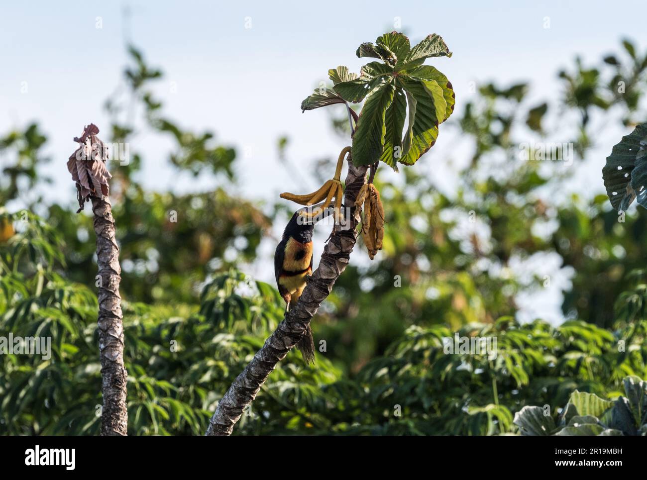 A perched Collared Aracari (Pteroglossus torquatus) at Canopy Tower ...
