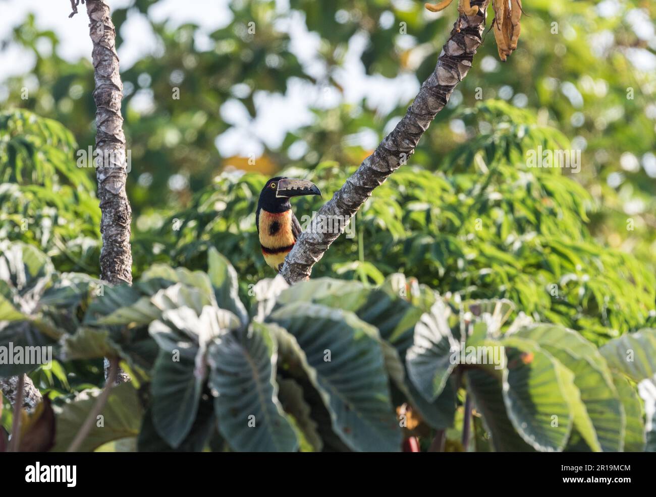 A perched Collared Aracari (Pteroglossus torquatus) at Canopy Tower ...