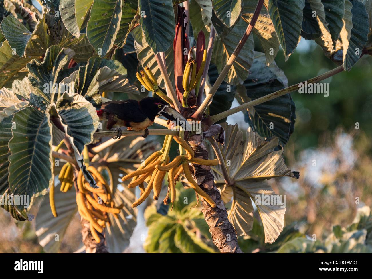 A perched Collared Aracari (Pteroglossus torquatus) at Canopy Tower ...