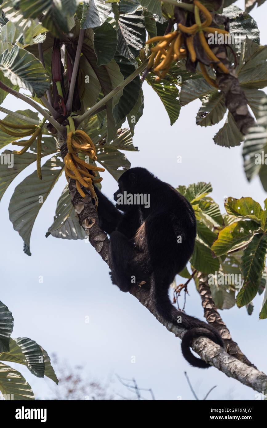 Mantled Howler Monkey (Alouatta palliata) from Panama Stock Photo - Alamy