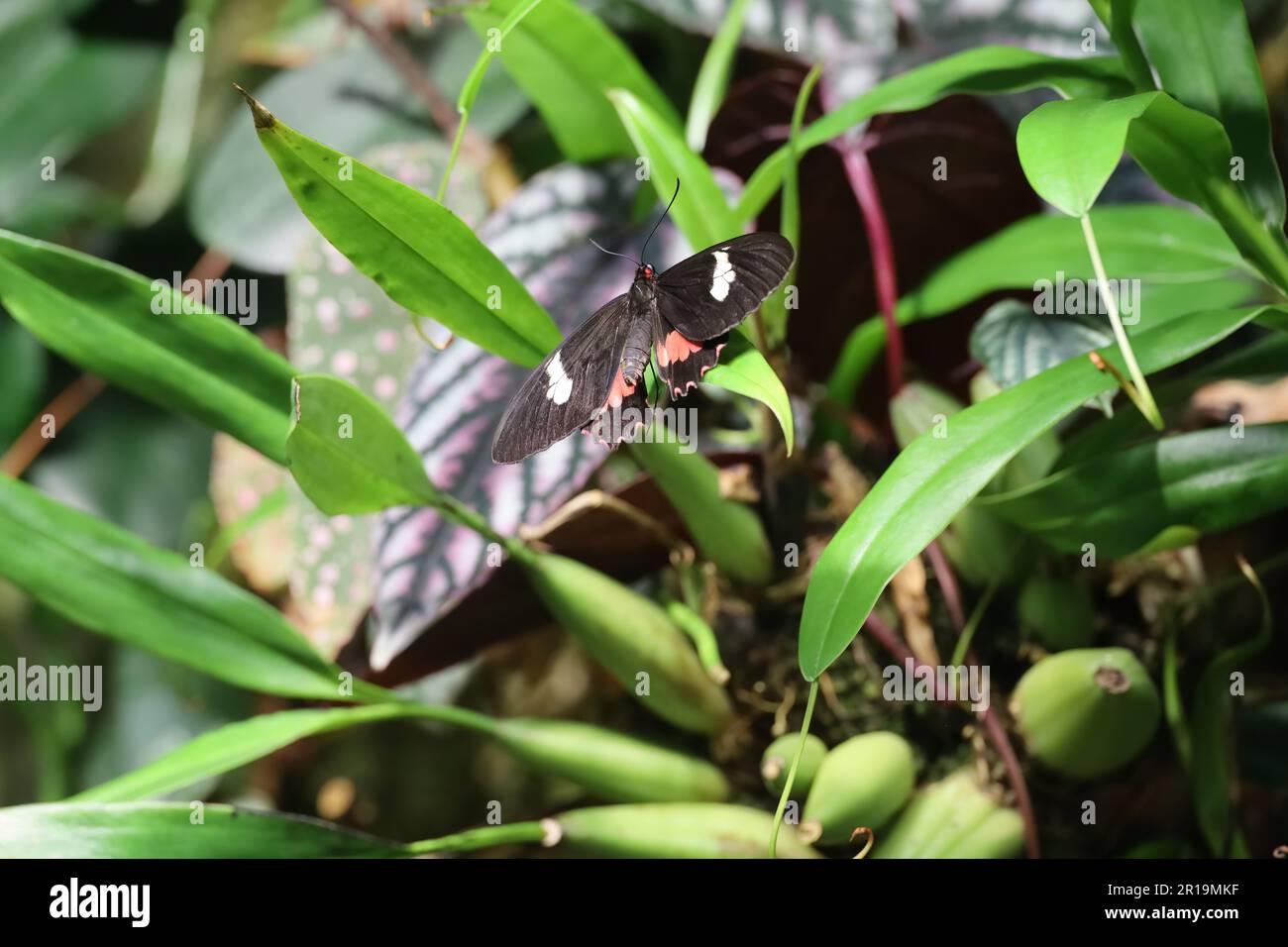 Shrubs for butterflies hi-res stock photography and images - Alamy