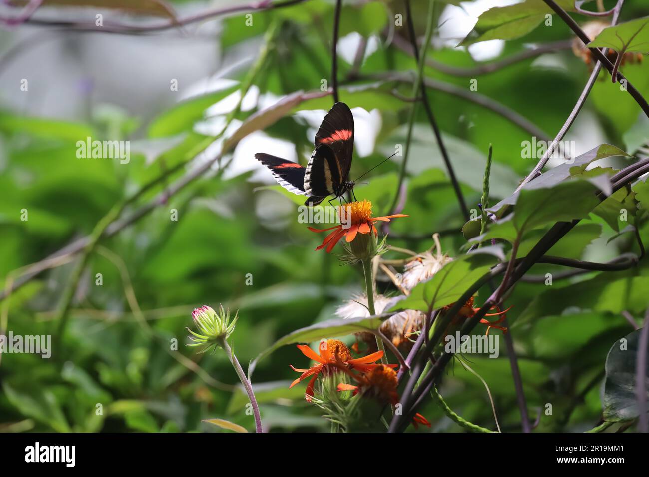 Shrubs for butterflies hi-res stock photography and images - Alamy