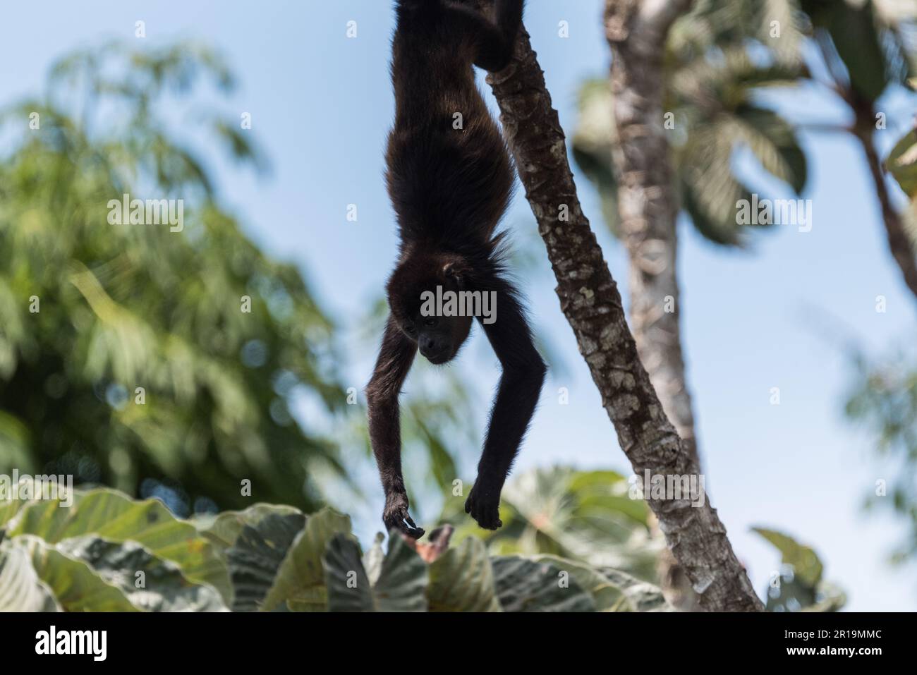 Mantled Howler Monkey (Alouatta palliata) from Panama Stock Photo - Alamy