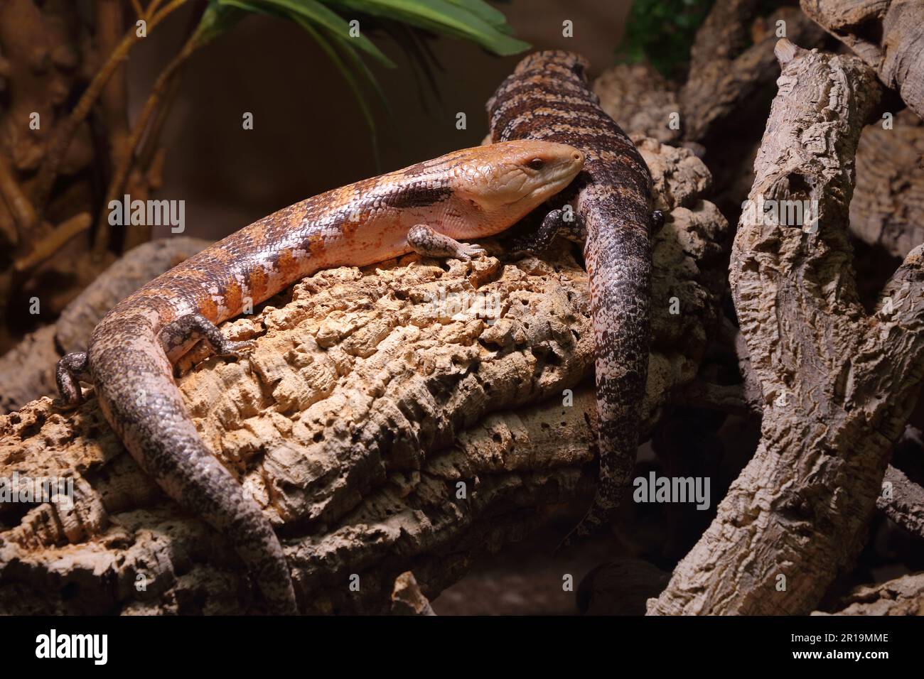 Gemeine blauzungenskinke hi-res stock photography and images - Alamy