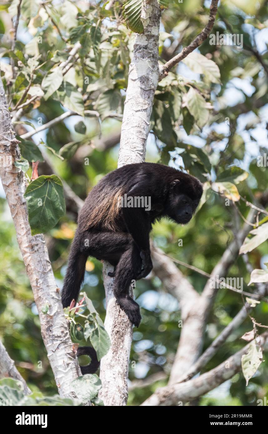 Mantled Howler Monkey (Alouatta palliata) from Panama Stock Photo - Alamy
