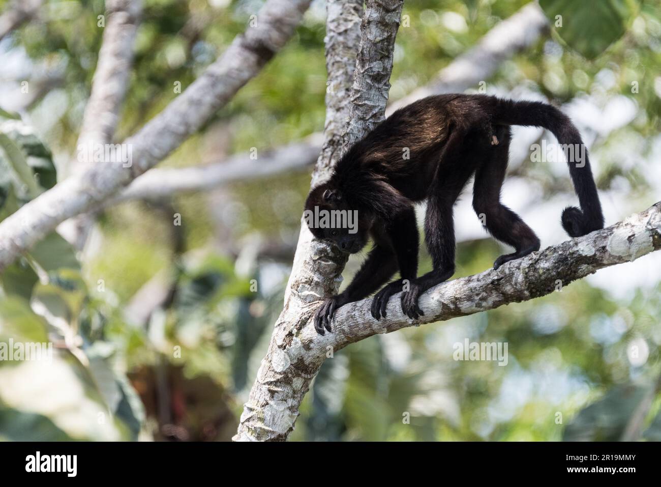 Mantled howler panama hi-res stock photography and images - Alamy