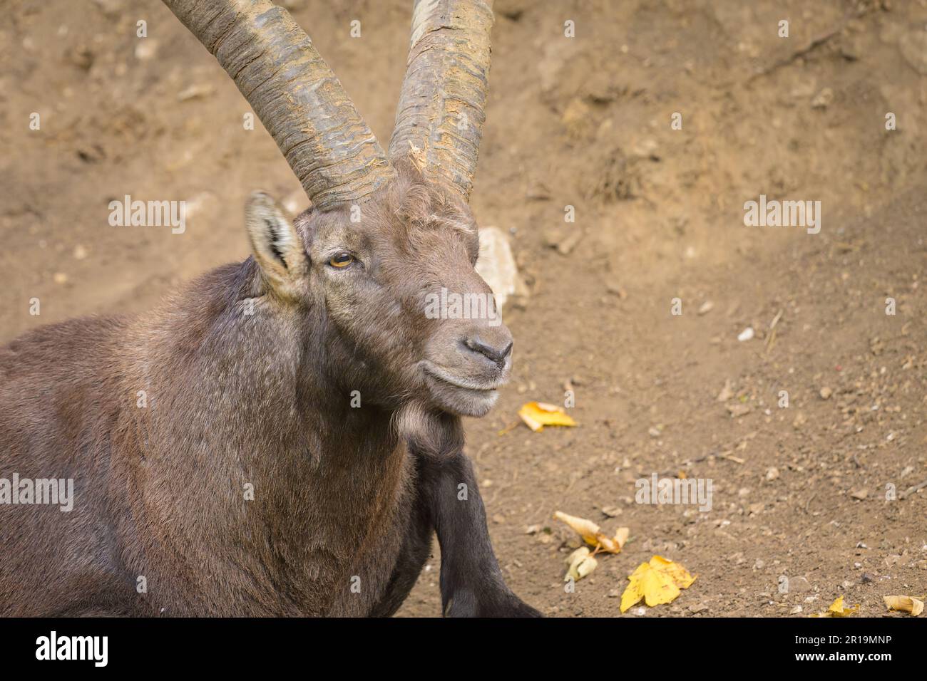 An old Alpine Ibex resting on the ground, cloudy day in an Austrian zoo ...