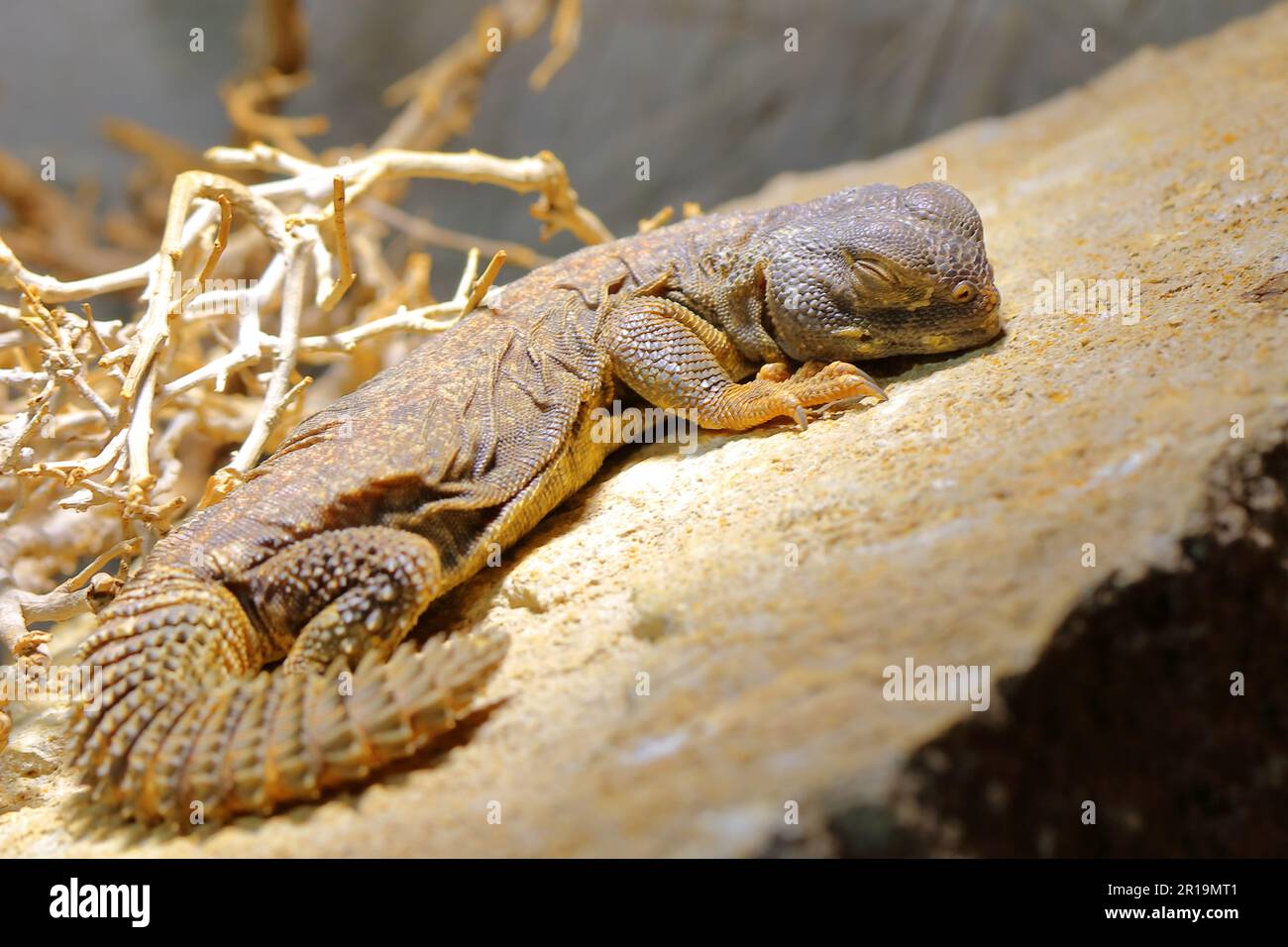 Red banded spiny tailed lizards hi-res stock photography and images - Alamy