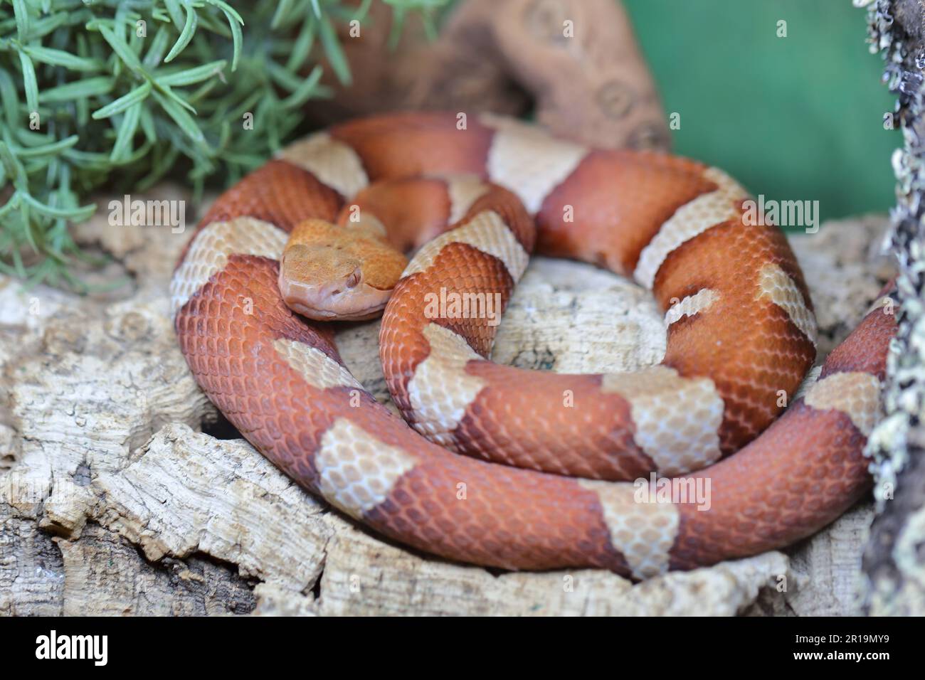 Broad banded copperhead snake hi-res stock photography and images - Alamy