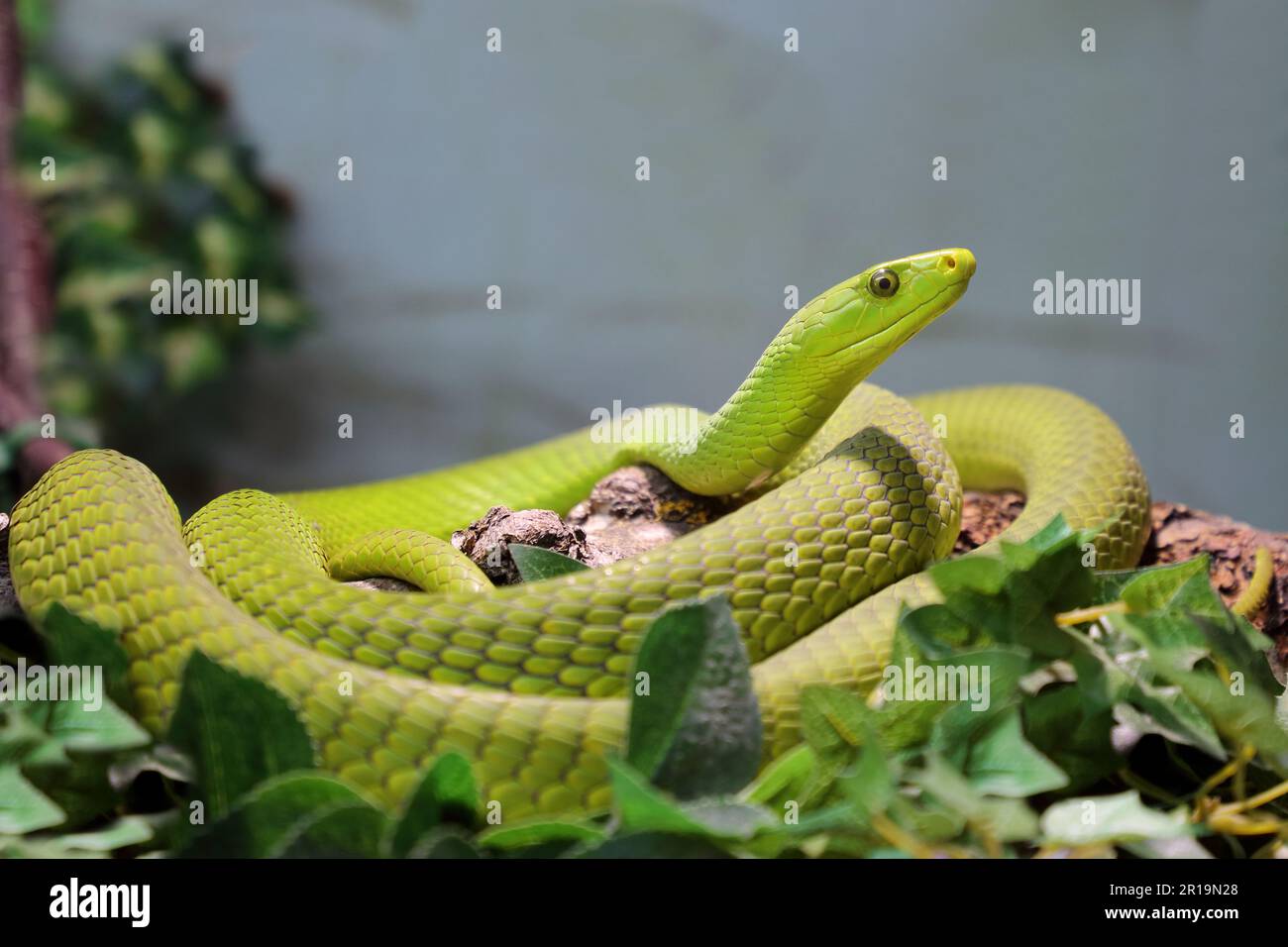 Gewöhnliche Mamba / Eastern green mamba / Dendroaspis angusticeps Stock ...