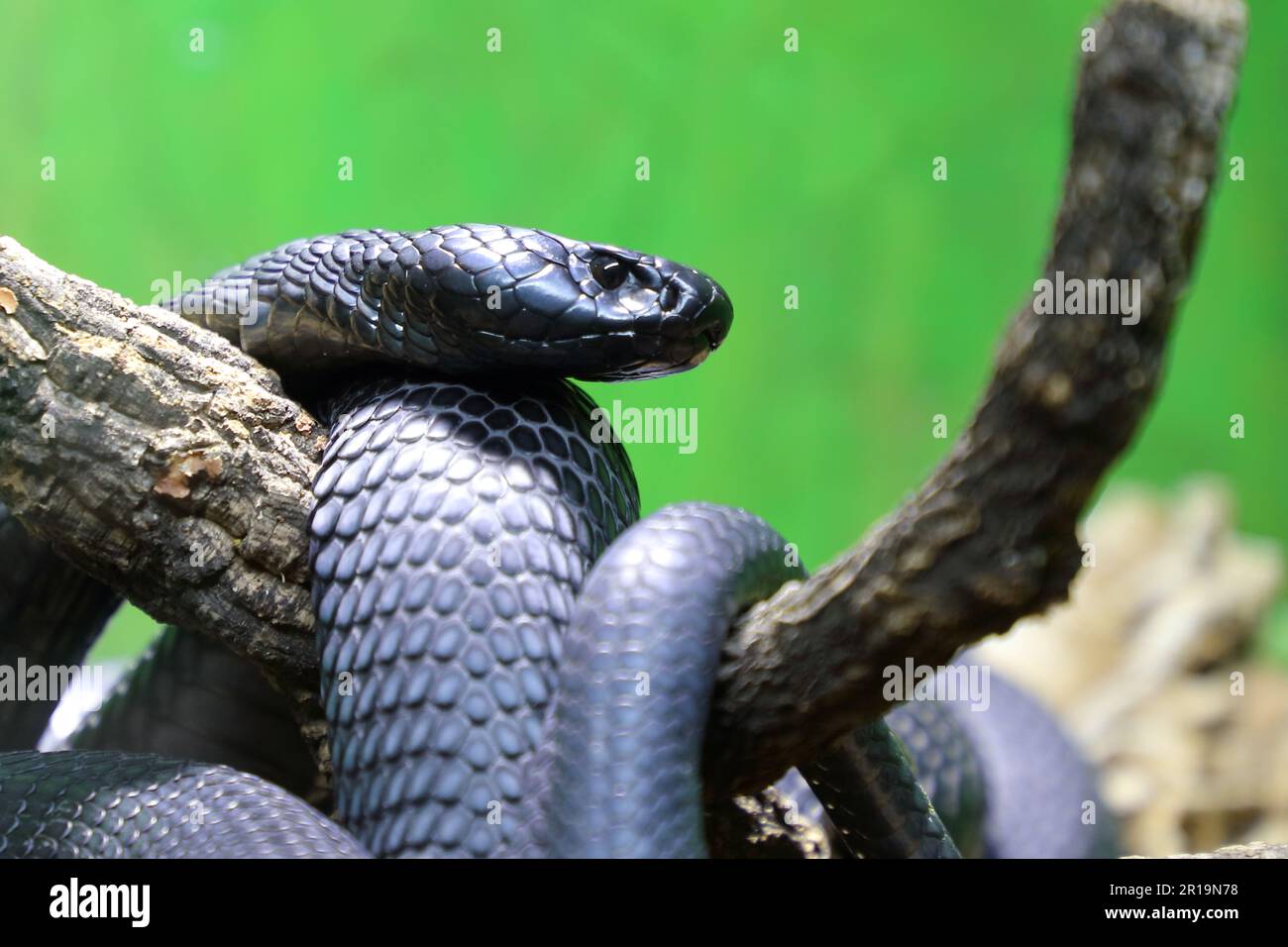 Schwarze Speikobra / Black spitting cobra / Naja nigricincta woodi ...