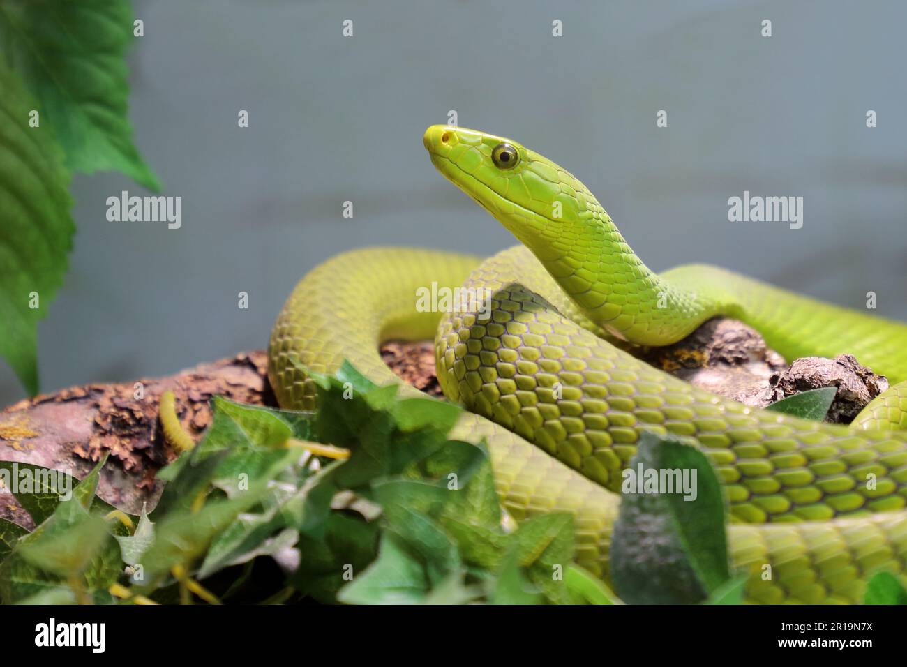 Gewöhnliche Mamba / Eastern green mamba / Dendroaspis angusticeps Stock ...