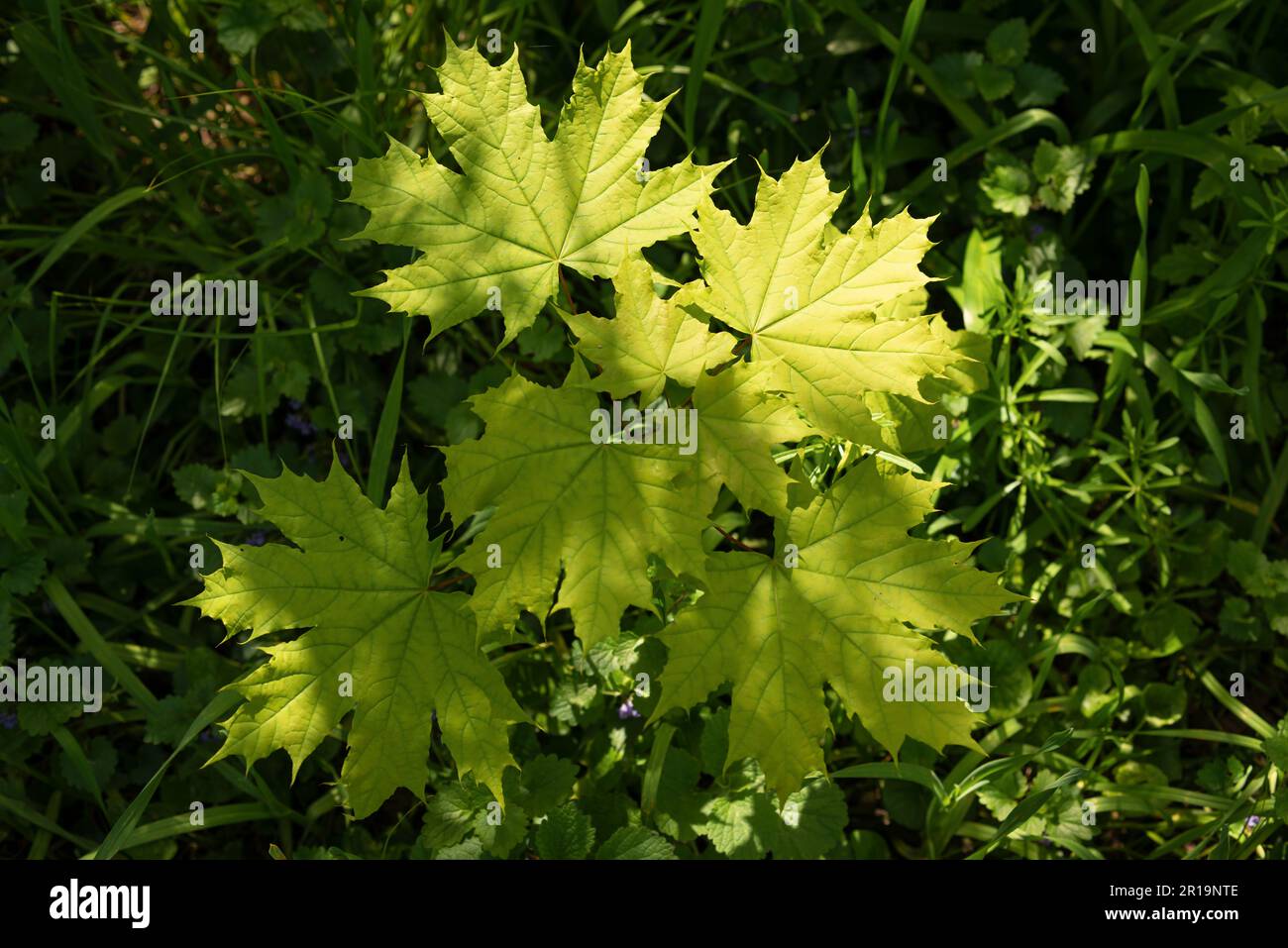 Very young maple tree in the forest in spring hi-res stock photography ...