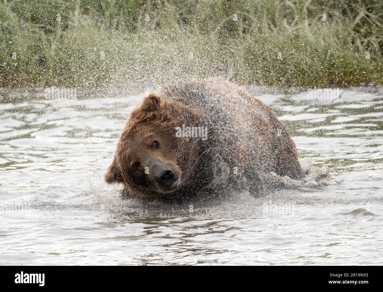 Brown bear shaking off water hi-res stock photography and images - Alamy