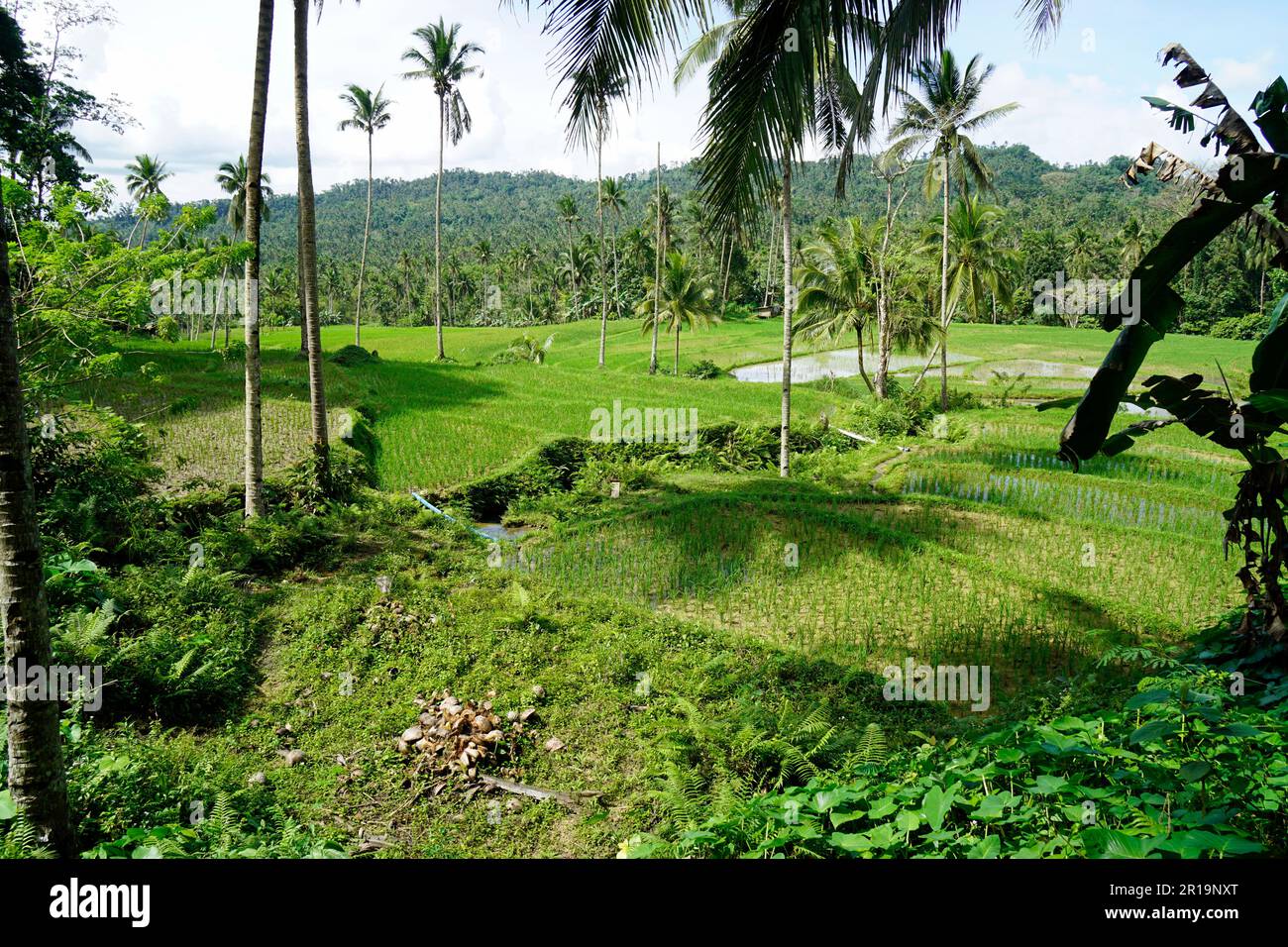 scenic rice fields on bohol island at the philippines Stock Photo - Alamy