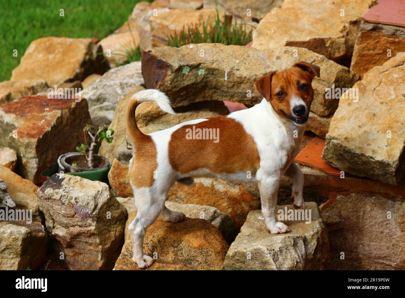 Jack rocks hi-res stock photography and images - Alamy