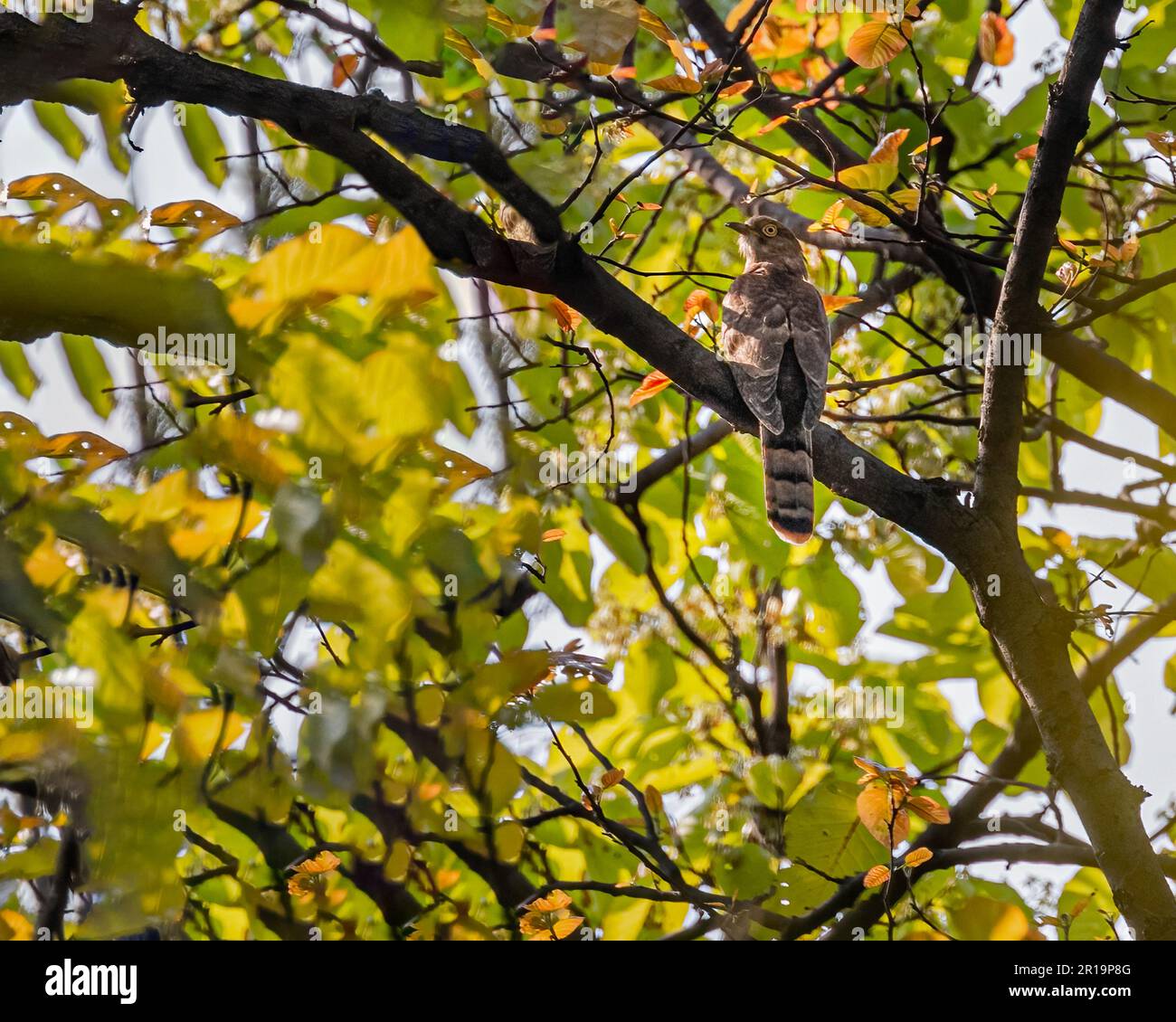 A Common Hawk Cuckoo resting on a tree Stock Photo - Alamy