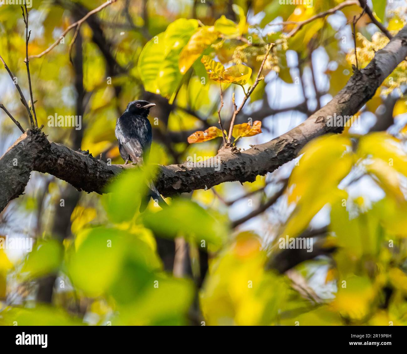 A Drango Looking back from a tree Stock Photo - Alamy
